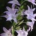 200 Rampion Bellflower Seeds*turnip Like Root Vegetable & Ornamental ...