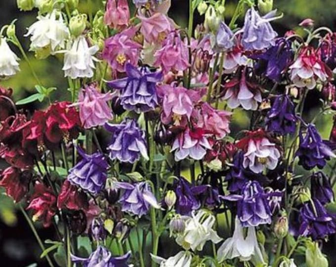 50 Grandmother's Garden Columbine Seedsaquilegia Vulgarisantique Type ...