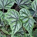 100 Metallic Leaf Begonia Garden Seeds*begonia Incarnata/metallica ...