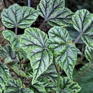 100 Metallic Leaf Begonia Garden Seeds*begonia Incarnata/metallica ...