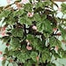 100 Metallic Leaf Begonia Garden Seeds*begonia Incarnata/metallica ...