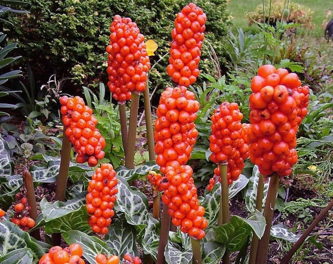 20 Italian Arum Garden Seedslords and Ladiesitalian Lilyshade Foliage ...