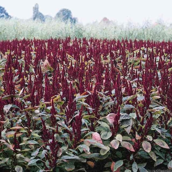 Outdoor Torch - Etsy