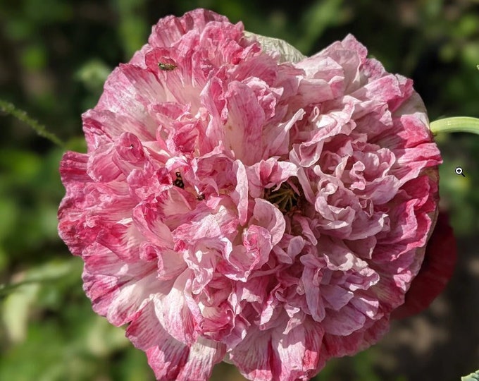 Flemish Antique Peony Poppy Plant Seedshuge 5in Fully Double ...