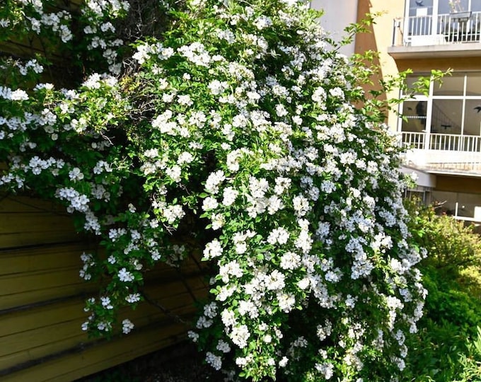 50/200 Multiflora Rose Seeds*japanese Rose*seven Sisters Rose*rambler ...