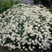 168/500 Jackpot Snow Daisy Tansy Seeds*million Blooms Perennial Plant ...