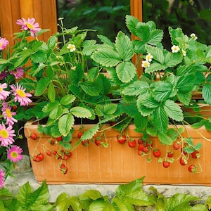 25/100 Alpine Strawberry Improved Rügen Fruit Seeds*container ...