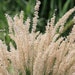 8,000/5g Melica Ciliata 'silky' Seeds*perennial Plants*bulk WHOLESALE ...
