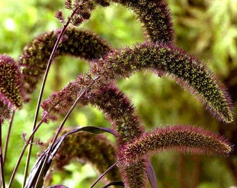 Foxtail Millet Red Jewel Ornamental Grass Seeds setaria Italica 35seeds ...