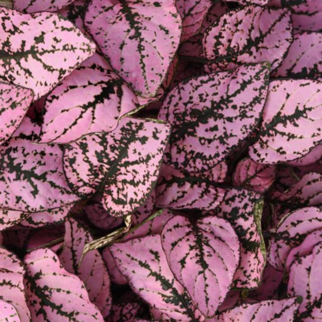 25 Hypoestes Splash Select Pink Polka Dot Plant Seeds*hypoestes ...