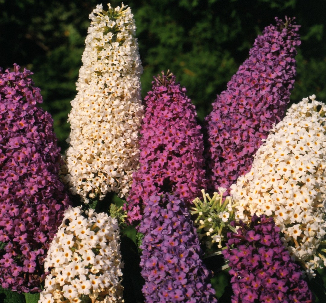 50 Butterfly Bush Butterfly Hybrids Mix Planting Seeds*12 in FRAGRANT ...