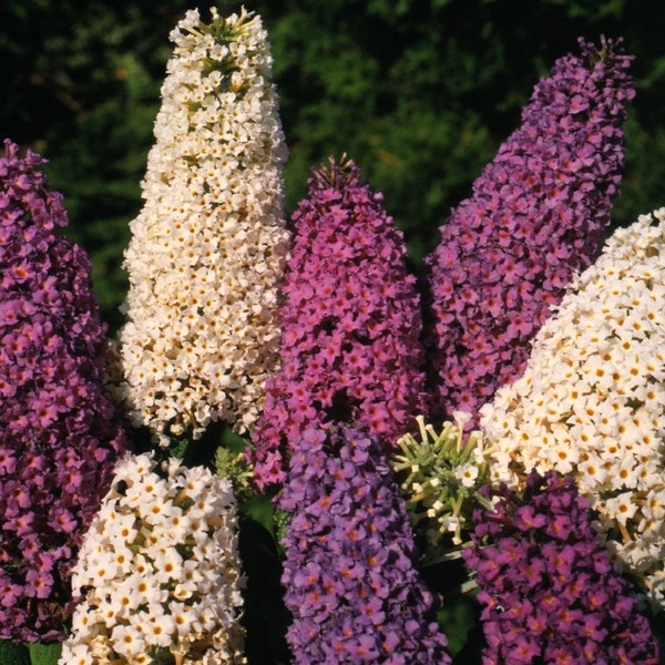 Butterfly Bush - Etsy