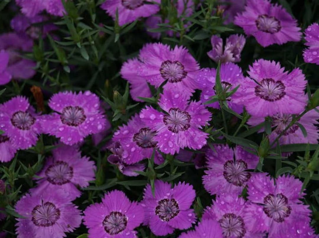 7000/4g Dianthus Amurensis Siberian Blues Garden Seeds*perennial Plant ...