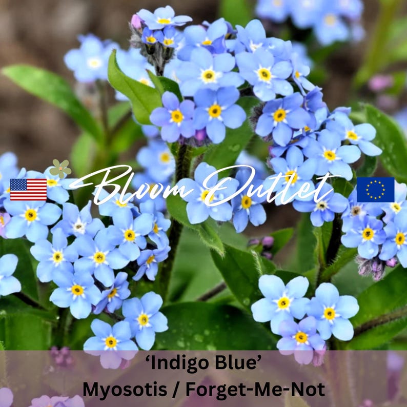 Forget-me-not Seeds – Myosotis Indigo Blue | Heirloom Perennial ...