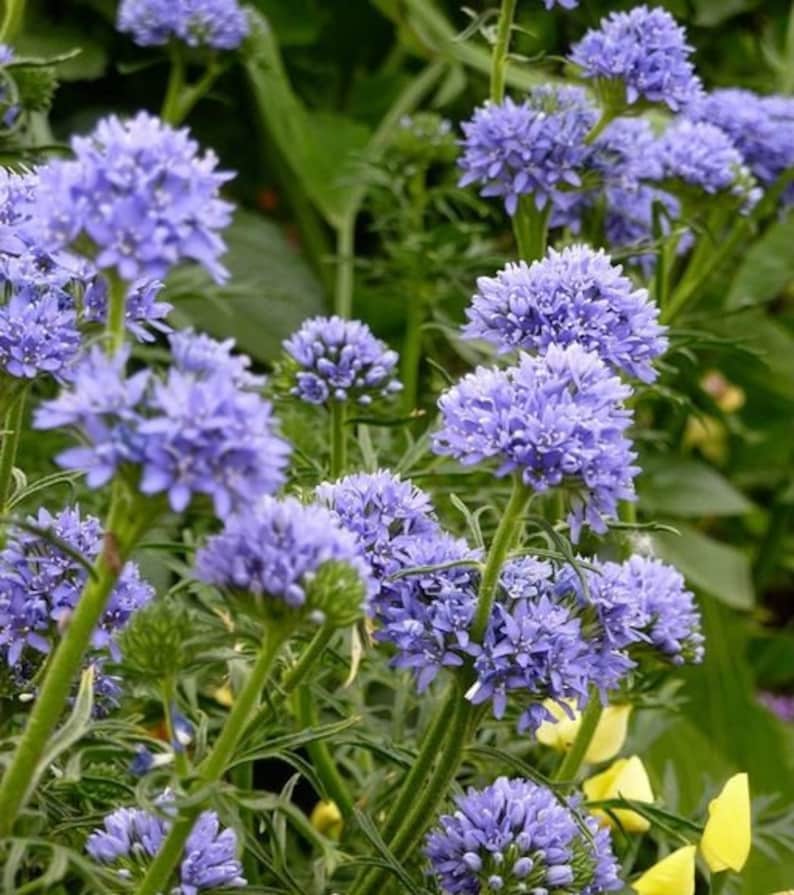 100/500 Blue Globe Gilia Planting Seeds*nectar Source*blooms Are Larger ...