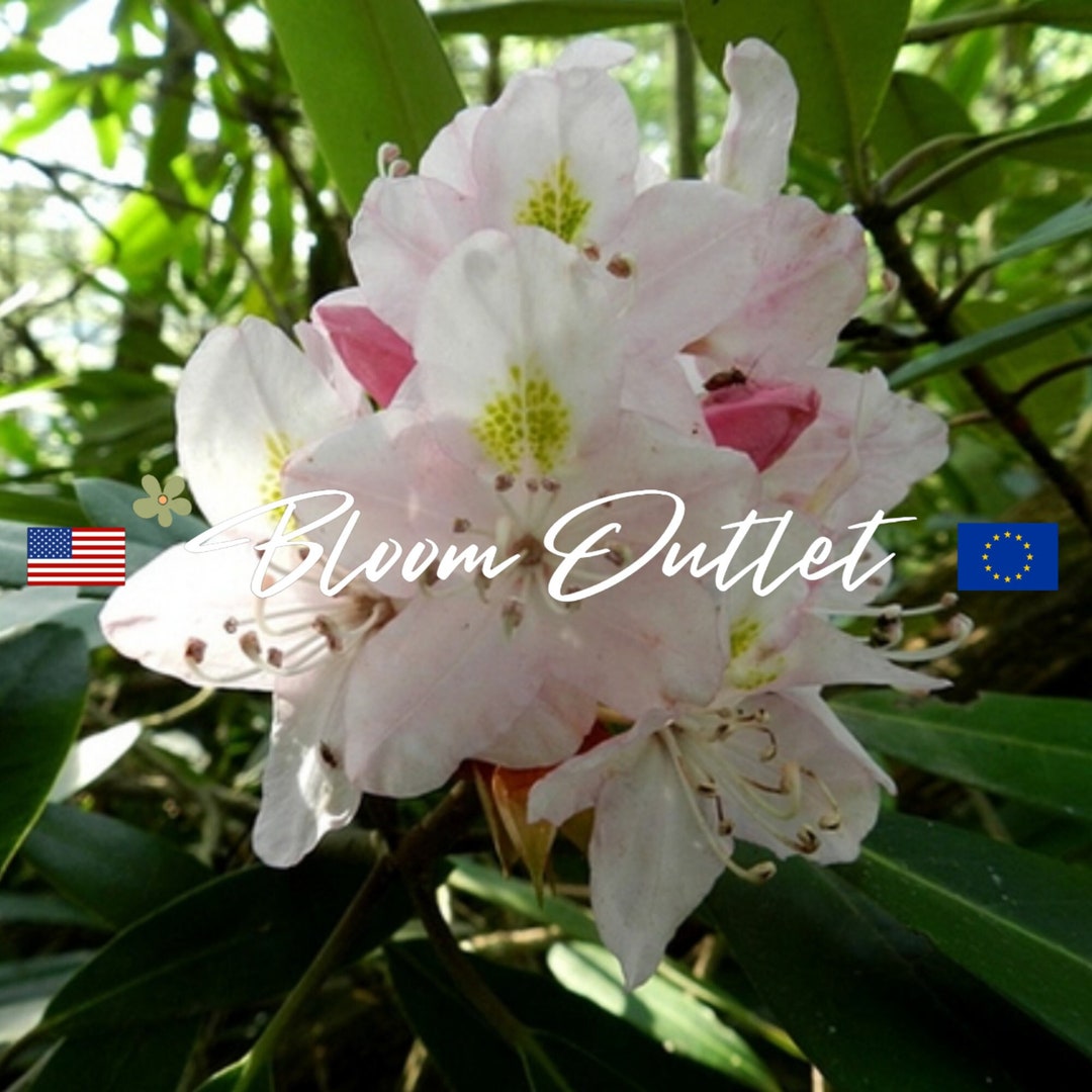 50 Rosebay Great Rhododendron Shrub Seeds*great Laurel*rhododendron ...