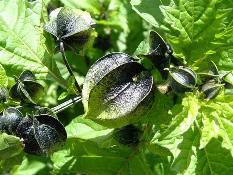 50/200 Apple of Peru Seeds*shoo Fly Plant *shoofly*nicandra*natural Fly ...
