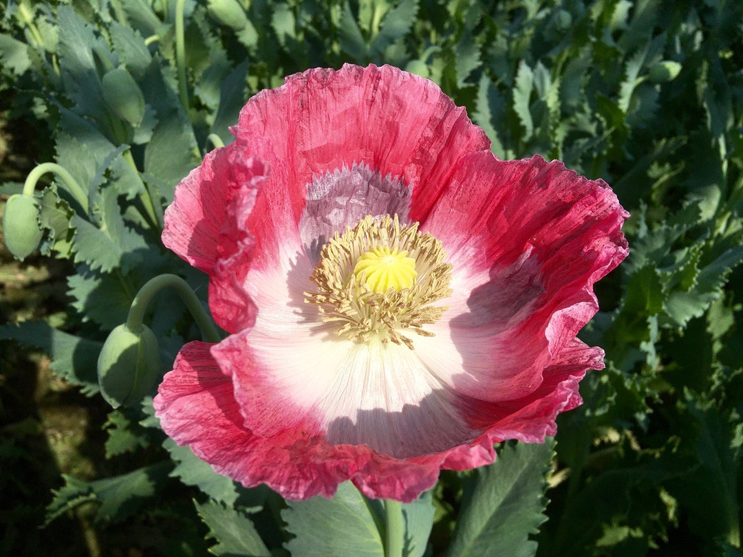 100/500 Bowling Ball Breadseed Poppy Planting Seeds*large 4 in Blooms ...