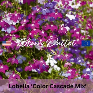 2000 Lobelia Color Cascade Mix Garden Seeds*trailing Cascading*blue ...