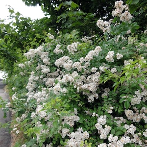 50/200 Multiflora Rose Seeds*japanese Rose*seven Sisters Rose*rambler ...