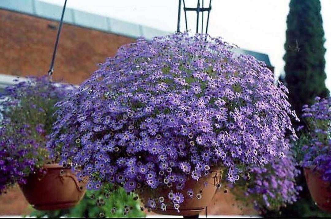 50/2500 Swan River Daisy Blue Splendor Garden Seeds*brachyscome ...