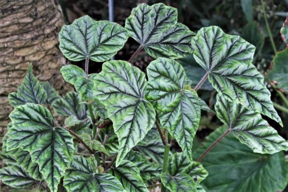 100 Metallic Leaf Begonia Garden Seeds*begonia Incarnata/metallica ...