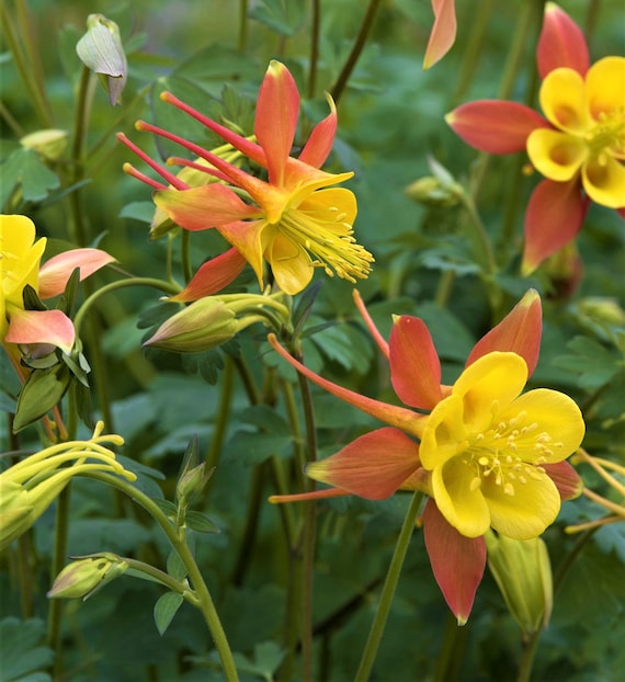 Orange Columbine Flower How To Grow Aquilegia Shockleyi | EarthOne