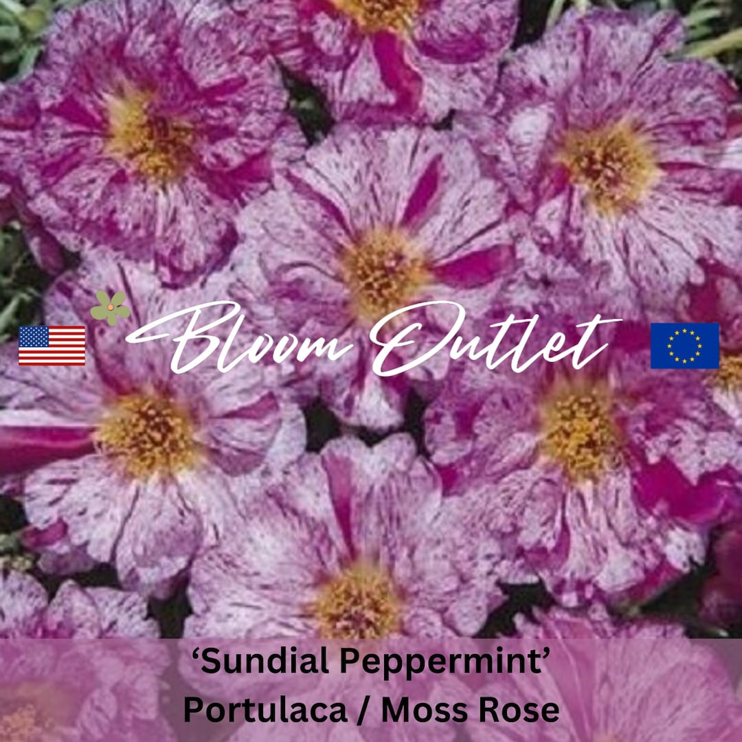 50 Moss Rose Seeds SUNDIAL PEPPERMINT Flower Garden Seeds Portulaca ...