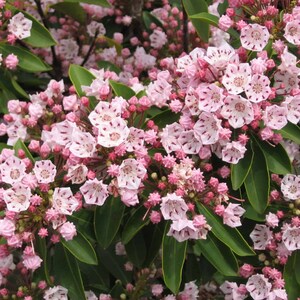 100/1000 Mountain Laurel Shrub Seeds*spoonwood*evergreen Shade Plant ...
