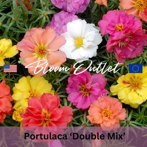 2000 Moss Rose Double Flowered Mix Seeds*portulaca Grandiflora*heat ...