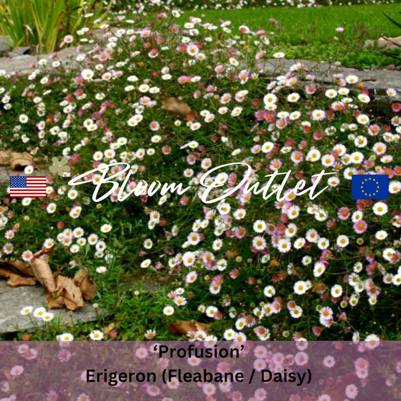 Erigeron Karvinskianus Seeds - PROFUSION - BULK – 1,000 Seeds Mexican ...