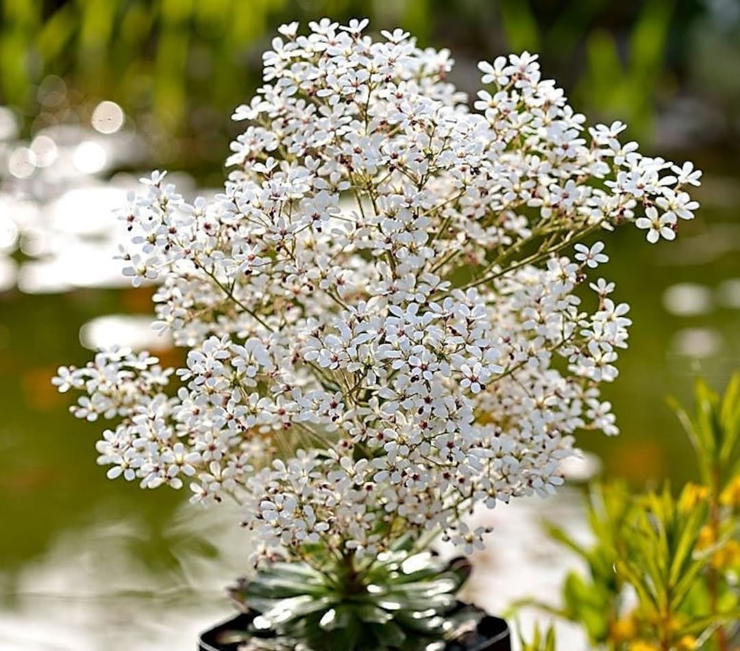 100/500 Pyramidal Saxifrage Succulent Seeds*saxifraga Cotyledon Plant ...