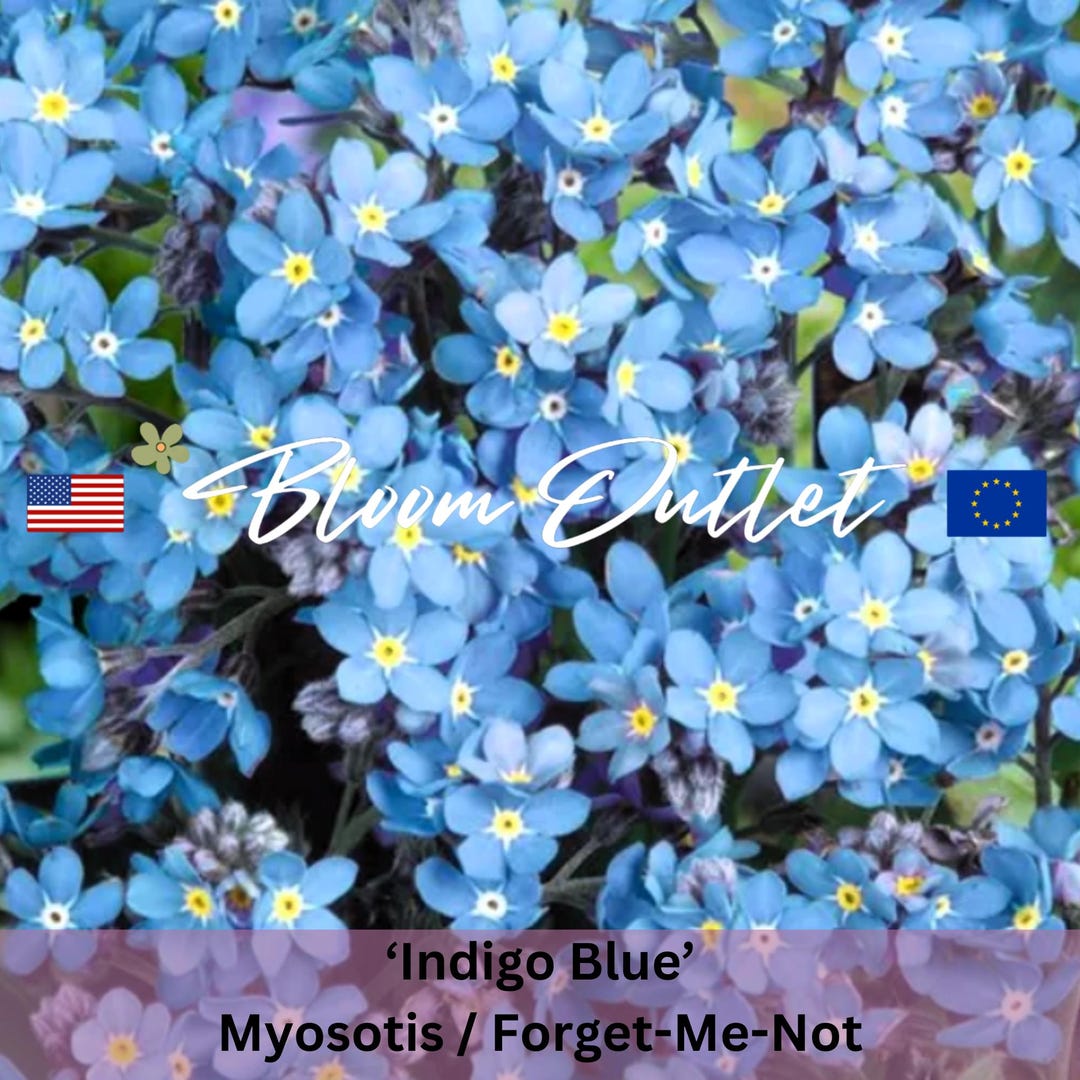 Forget-me-not Seeds – Myosotis Indigo Blue | Heirloom Perennial ...