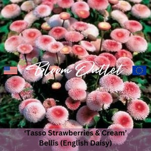 10/50P Bellis Tasso Strawberries and Cream English Daisy Flower Seeds ...
