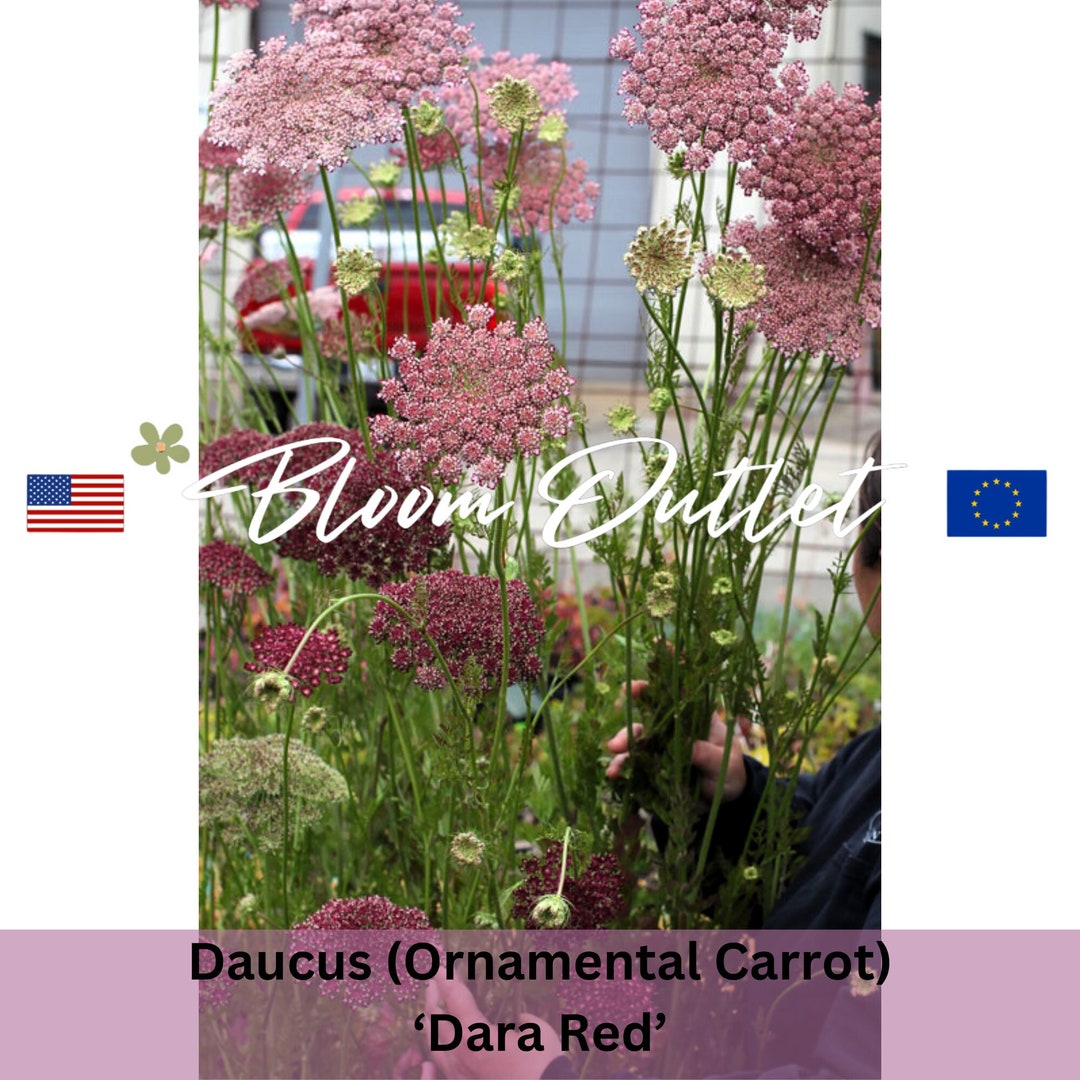 Queen Annes Lace Seeds, 100 DARA RED, Daucus Carota, Garden Seeds ...