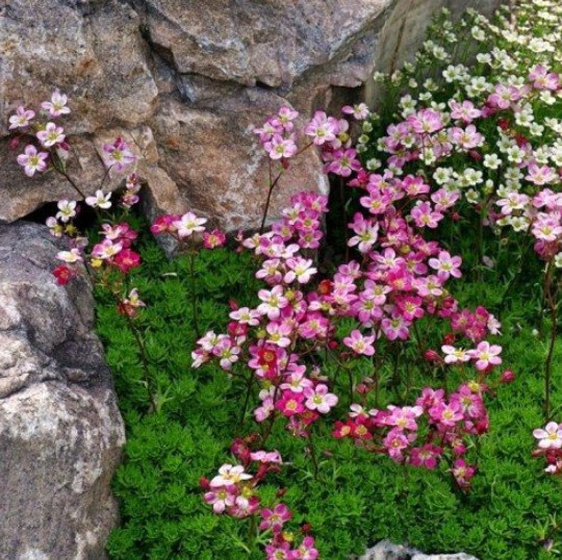 200/1000 Mossy Saxifrage Flower/floral Carpet Rockfoil Seeds*saxifraga ...