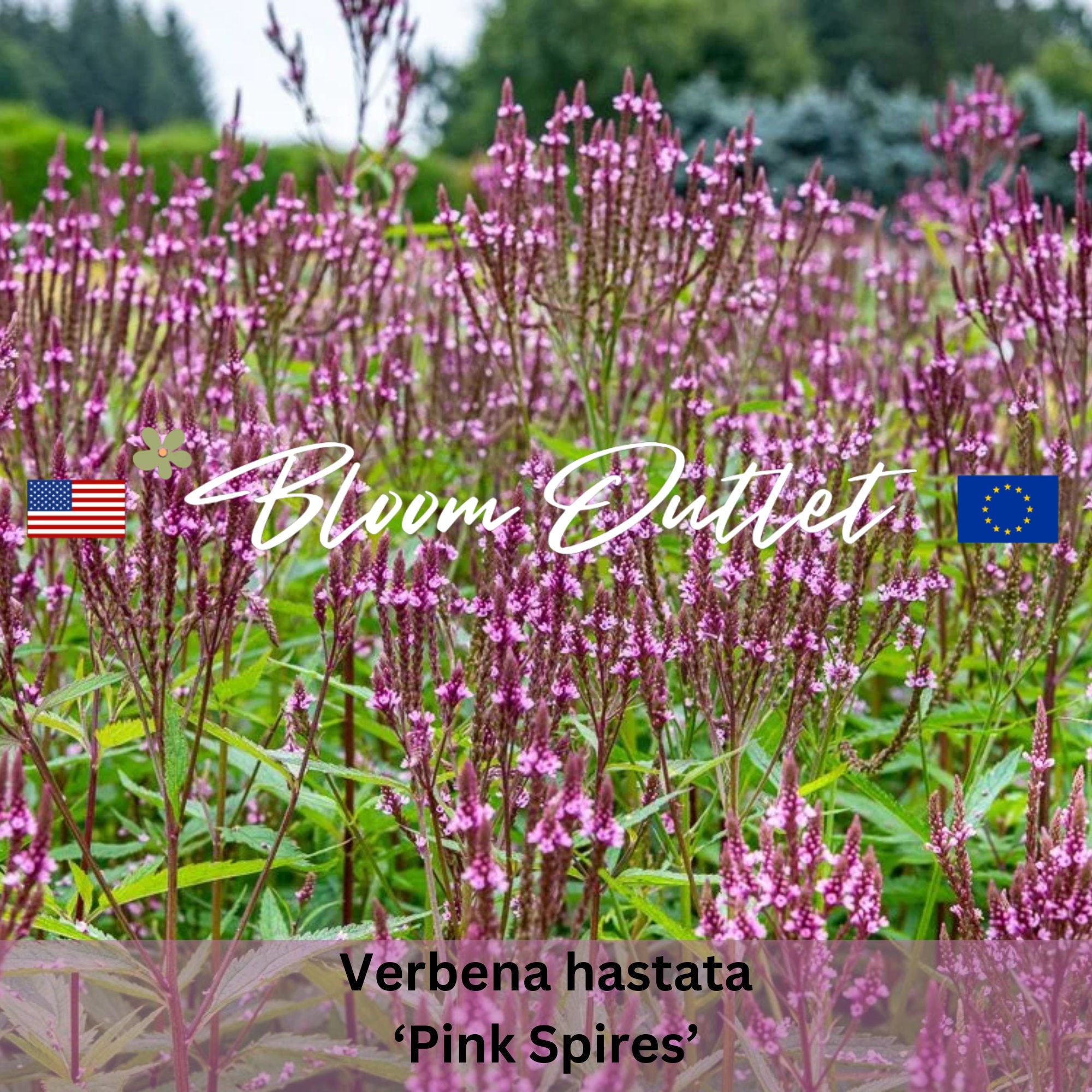 100 Verbena Pink Spires Vervain Flower Garden Seeds Hastata Plants ...