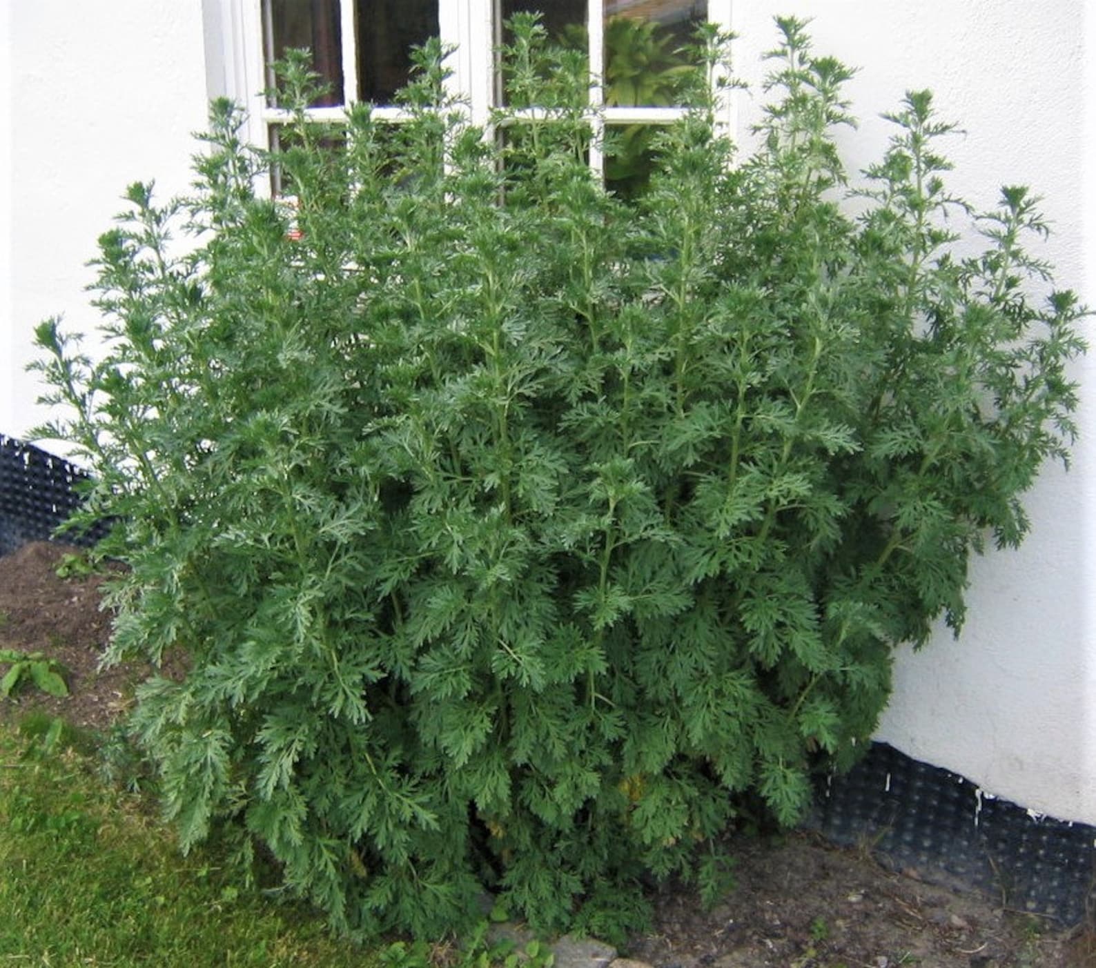 250/1000 Wormwood Planting Seeds*absinth*absinthe*artemisia Absinthium ...
