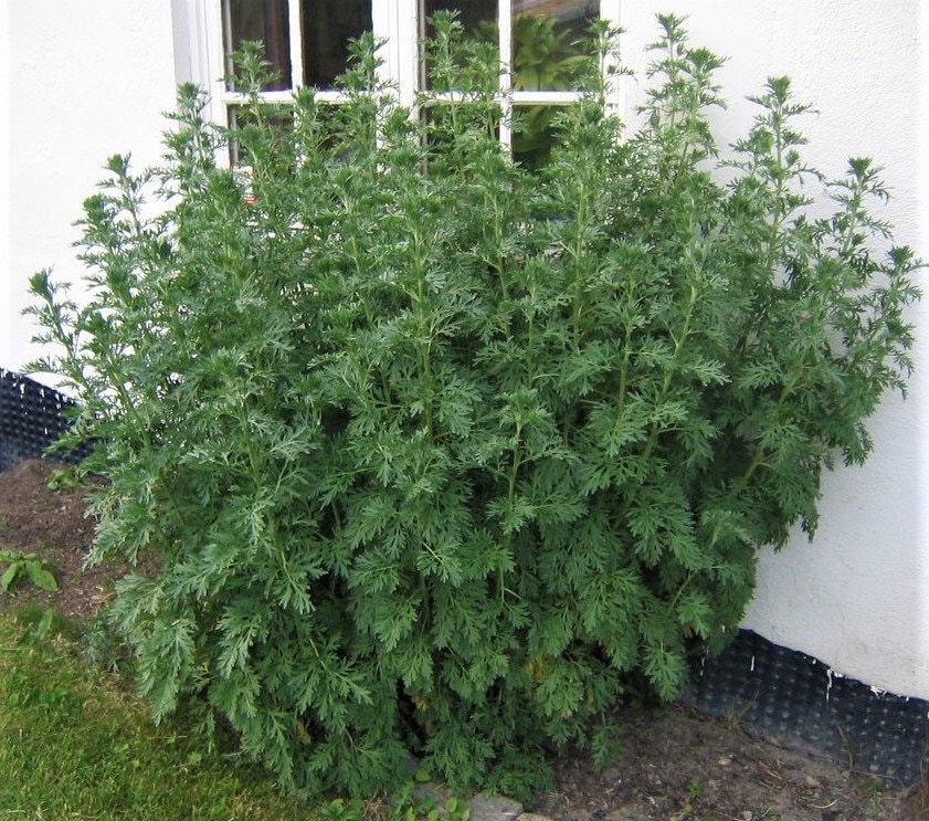 250/1000 Wormwood Planting Seeds*absinth*absinthe*artemisia Absinthium ...