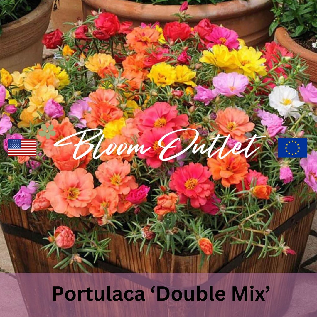 2000 Moss Rose Double Flowered Mix Seeds*portulaca Grandiflora*heat ...