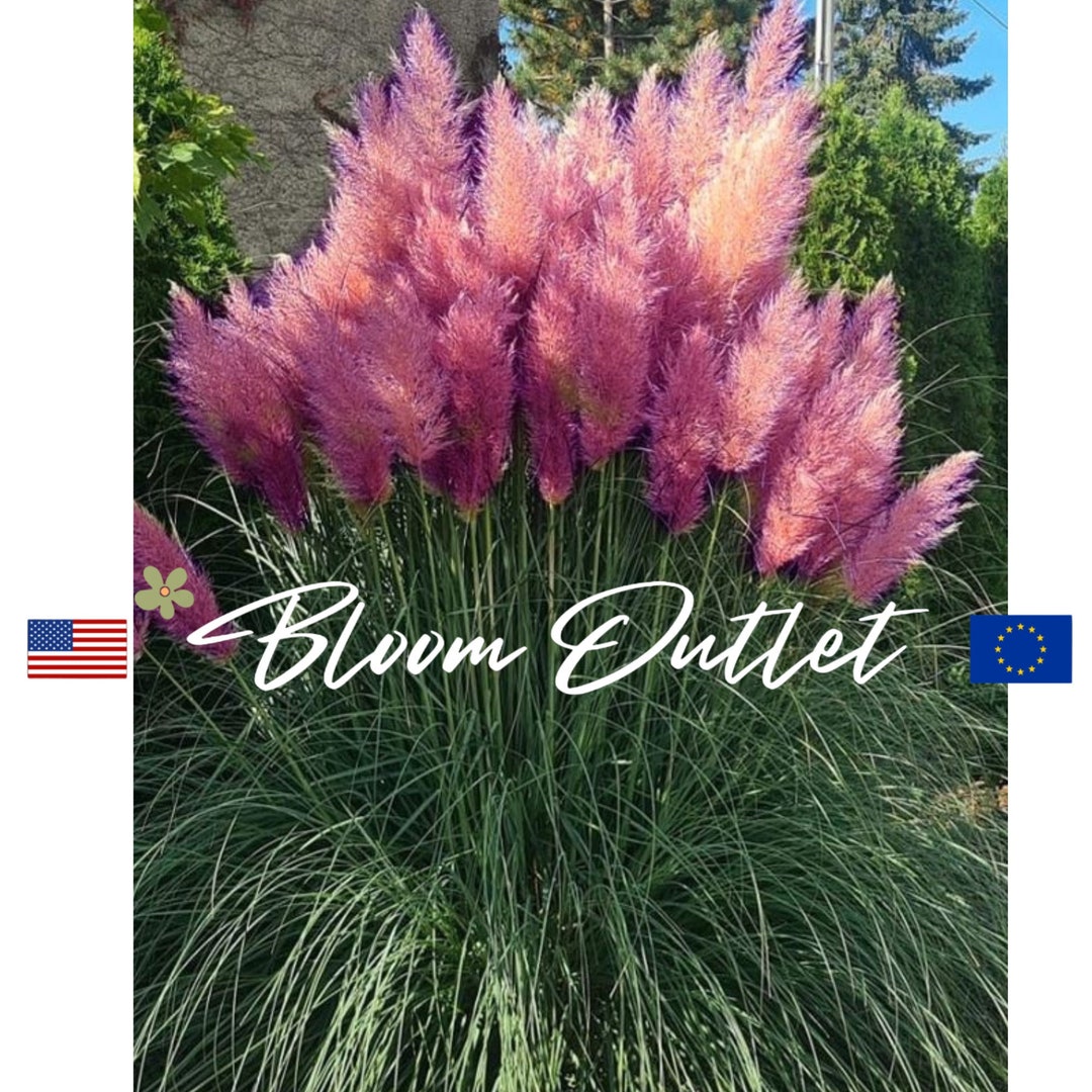 Pampas Grass Pink Plumes, Cortaderia Selloana Rosea, Handmade Perennial ...