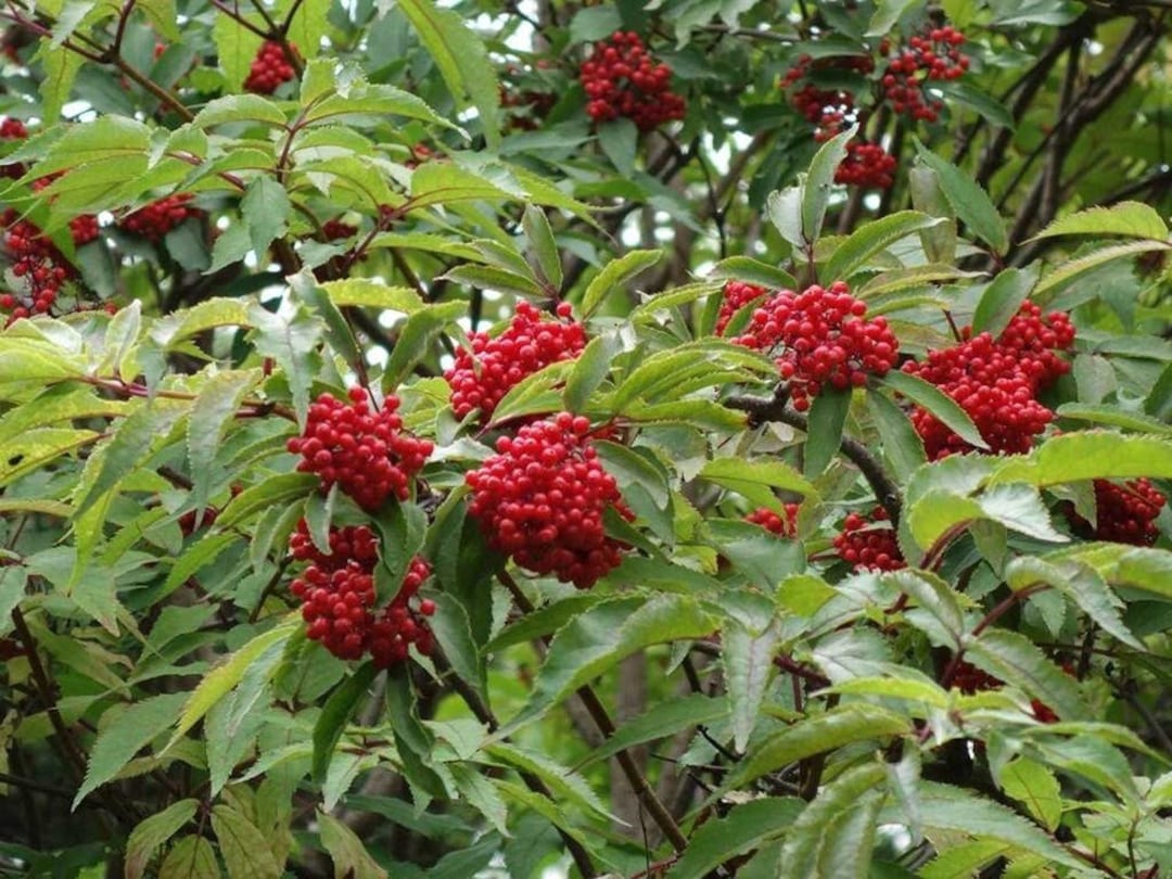 100 Red Elderberry Shrub Seeds*sambucus Racemosa*red Elder*european Red ...