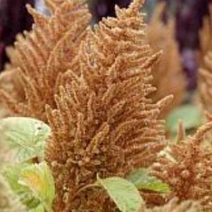200/500 Hot Biscuits*copper/bronze Amaranth Planting Seeds*amaranthus Cruentus*2 Ft Flower ...