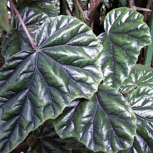 100 Metallic Leaf Begonia Garden Seeds*begonia Incarnata/metallica ...