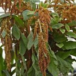 200/500 Hot Biscuits*copper/bronze Amaranth Planting Seeds*amaranthus Cruentus*2 Ft Flower ...