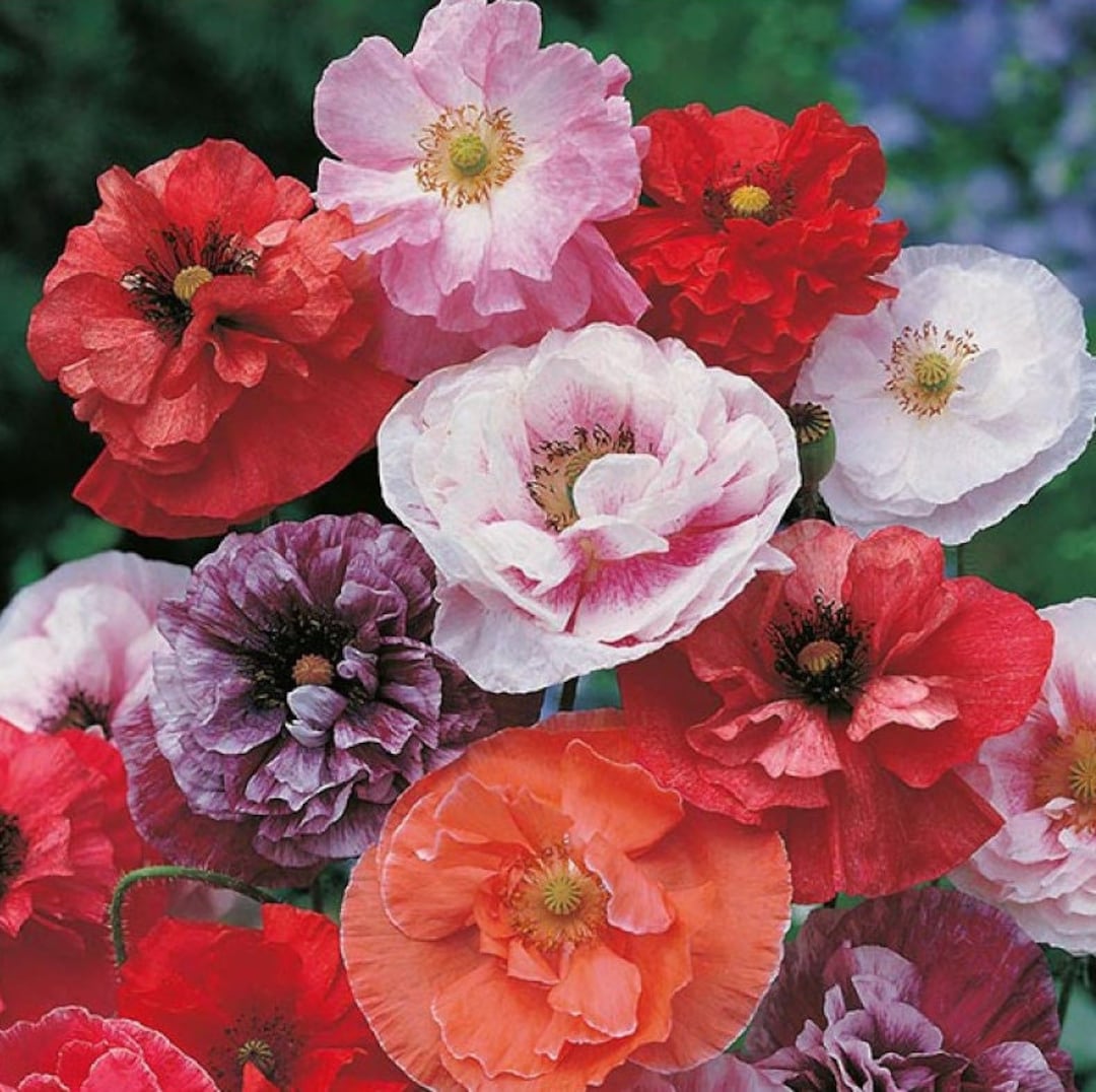 Poppy Seeds Dawn Chorus 200/1000/2000 Double/semi-double/pastel ...