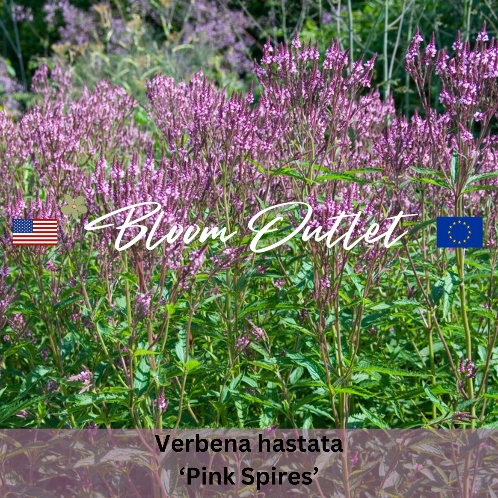 100 Verbena Pink Spires Vervain Flower Garden Seeds Hastata Plants ...