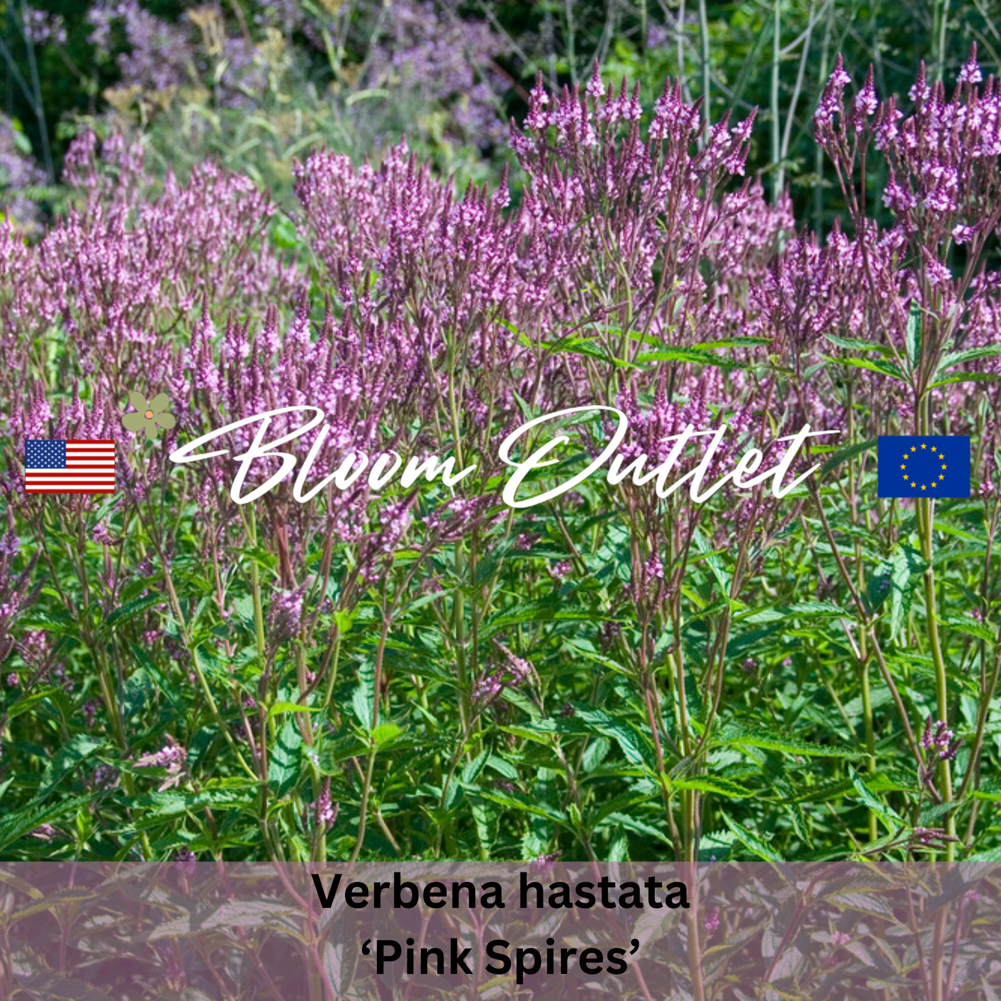 100 Verbena Pink Spires Vervain Flower Garden Seeds Hastata Plants ...