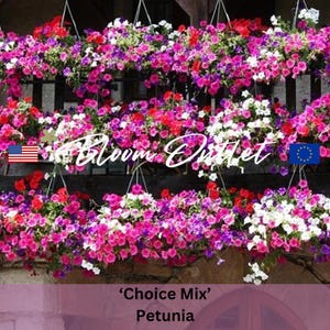 120/2000 Balcony Petunia Mix Seeds*spreading*red White Pink Lilac ...