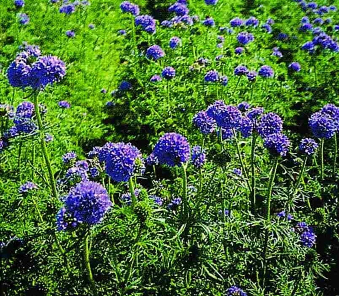 100/500 Blue Globe Gilia Planting Seeds*nectar Source*blooms Are Larger ...